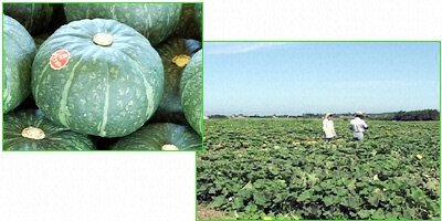 旬が好き【＃15】国際？自分救助隊：BLUNDER BIRDS ARE GO